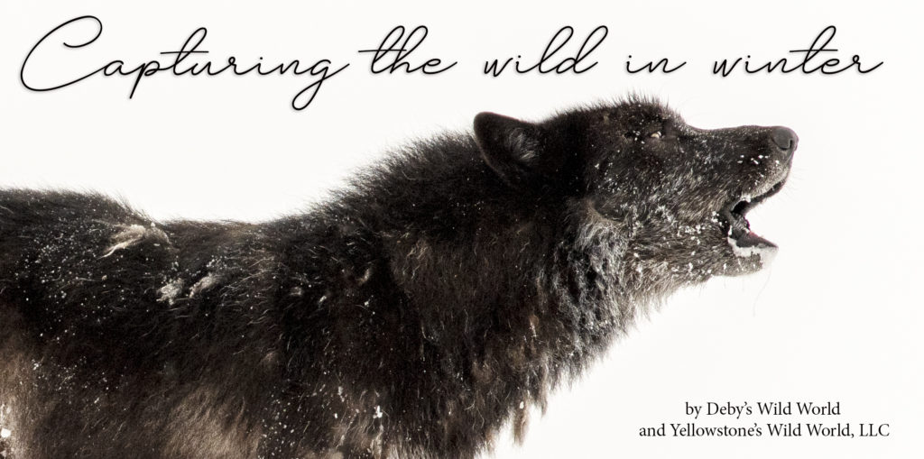 Nightmare on Christmas Eve in Yellowstone – YELLOWSTONE'S WILD WORLD